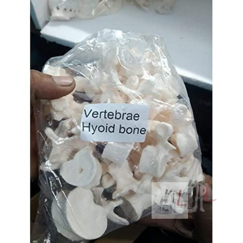 Disarticulated Skeleton Human (IMP.), Disarticulated Bone Set ...