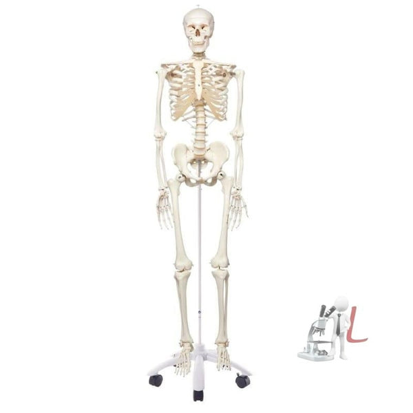 Human Skeleton Eco Model with stand Human Skeleton Model – laboratorydeal
