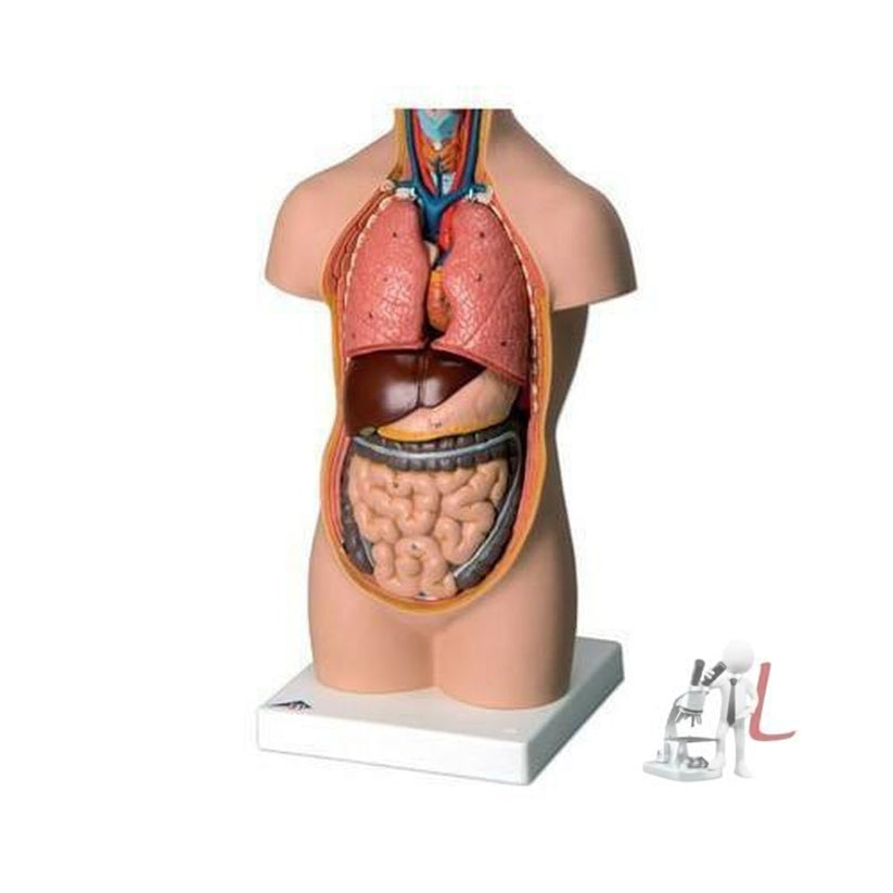 Human Torso Model Human Torso Model – laboratorydeal