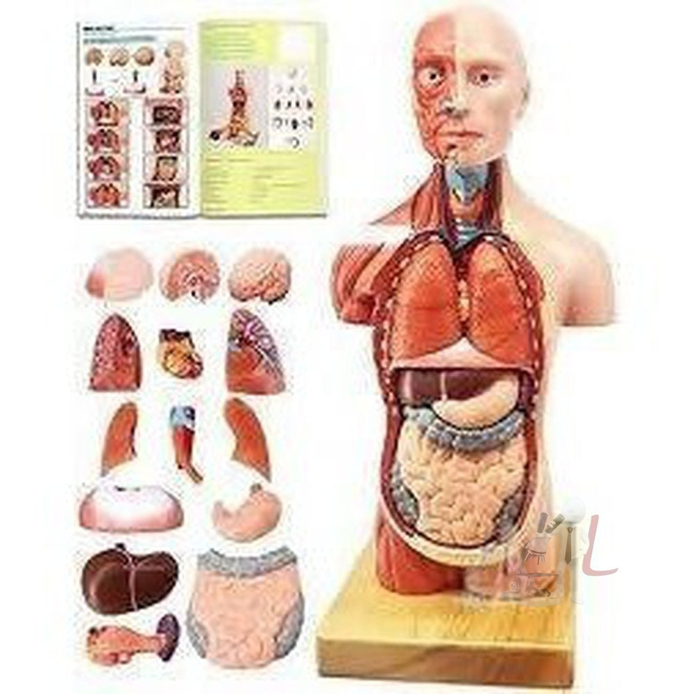 HUMAN TORSO MODEL ANATOMICAL MODELS – laboratorydeal