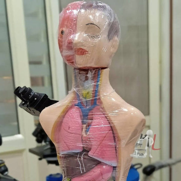 HUMAN TORSO MODEL ANATOMICAL MODELS – laboratorydeal