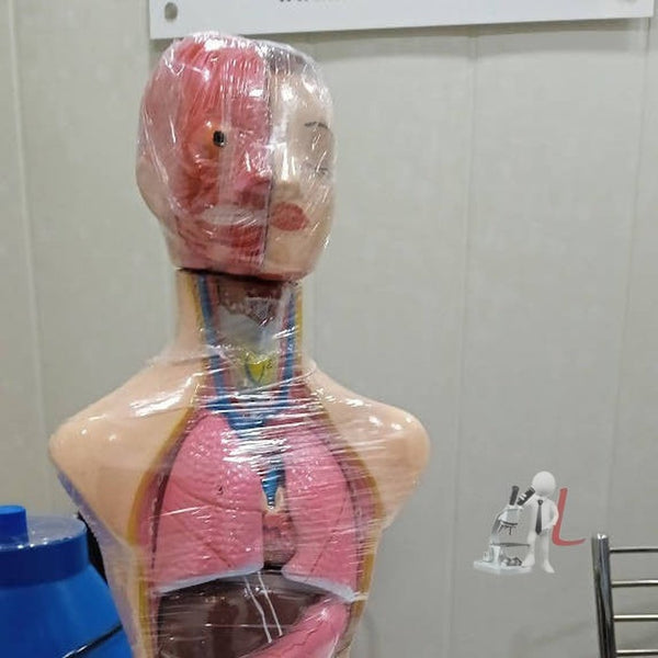 HUMAN TORSO MODEL ANATOMICAL MODELS – laboratorydeal