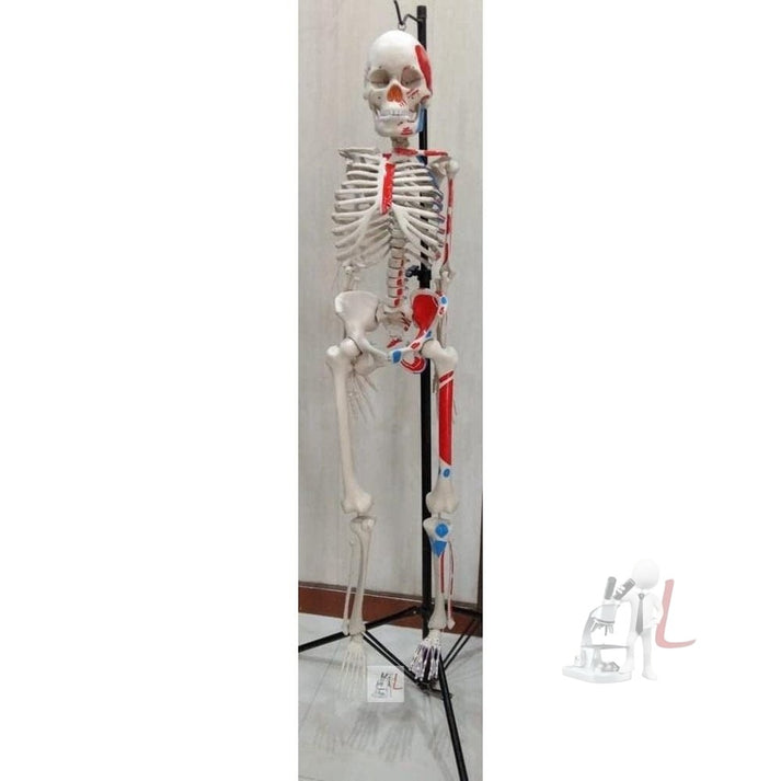 Multi Color Human Skeleton Model 153 centimeters (5 feet) – laboratorydeal